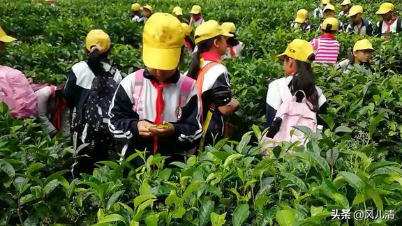 小学生实践活动:体验采茶