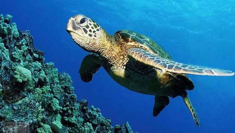 一分钟了解海龟