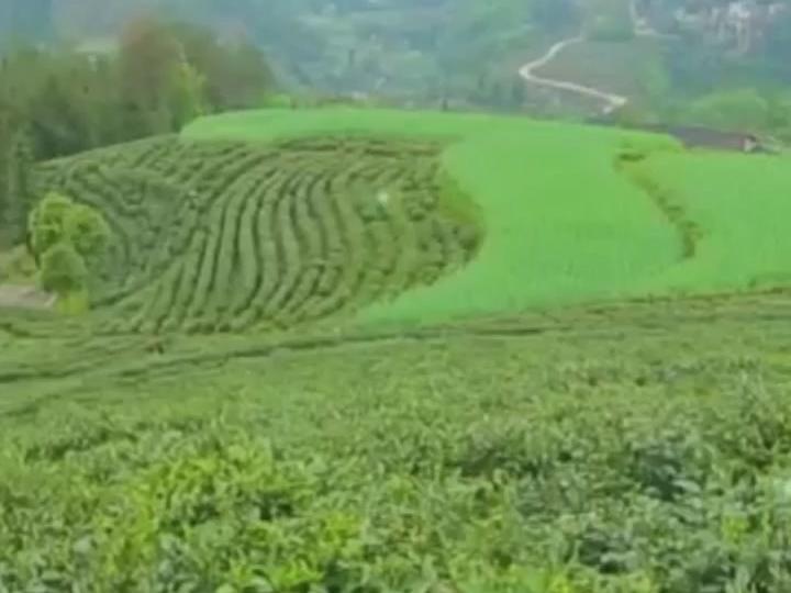 富硒茶与黑鸡蛋 万源市副市长亮相脱贫攻坚·我为家乡带货(第十三期)