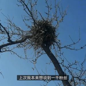 猪不戒 