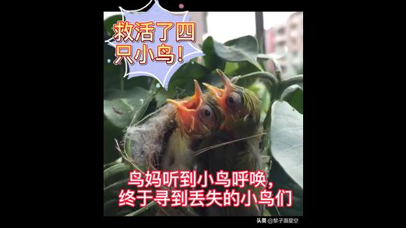 楼下修剪芒果树枝,掉下来一窝刚出生的小鸟,捡来放阳台等待鸟妈