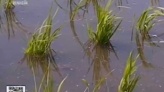 [齐齐哈尔城事] 加强水稻田间管理 确保丰产丰收
