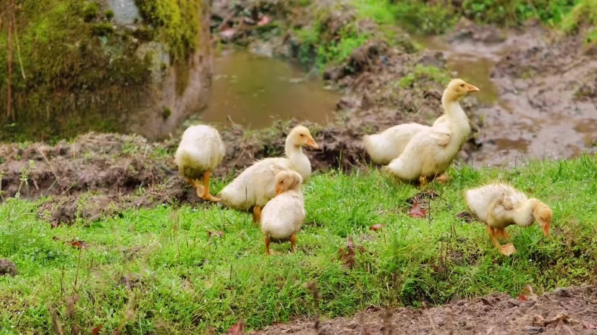 河南最近一直在下雨雨中可爱的小鸭子们老牛还有我们暴雨中的动物有...
