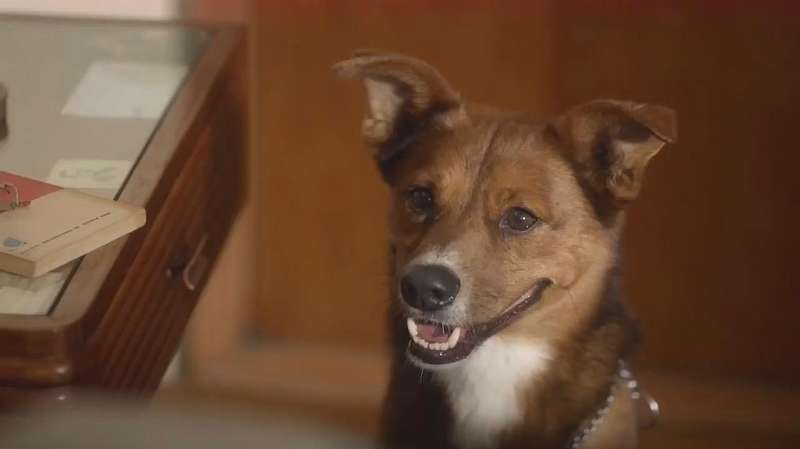 器官捐献催泪公益广告《原来你从未离开》,感动