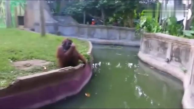 
 
 一只会讨价还价的大猩猩,想要我还你东西必须等价交换