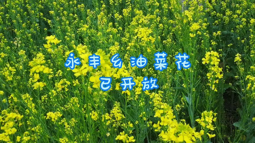 大面积油菜花儿已开放,还等什么,收拾好心情出发…