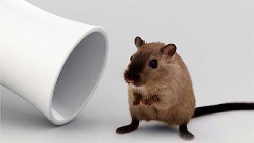 家里有老鼠别焦急,教你在家自制简易捕鼠器,比老鼠药好用多了