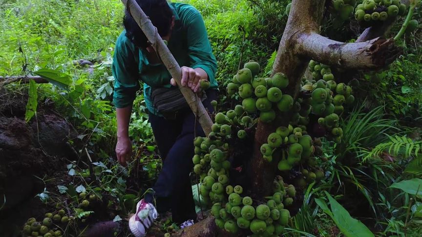 野生无花果用处太多了,喝茶泡酒下饭菜