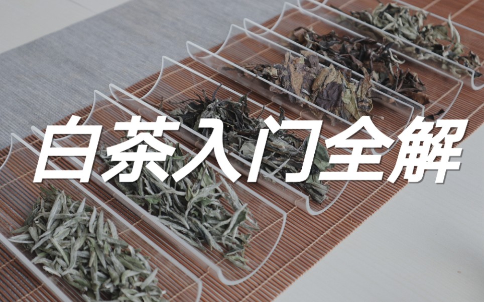 【六大茶类2】白茶的基础知识全人声字幕讲解,白茶入门必看