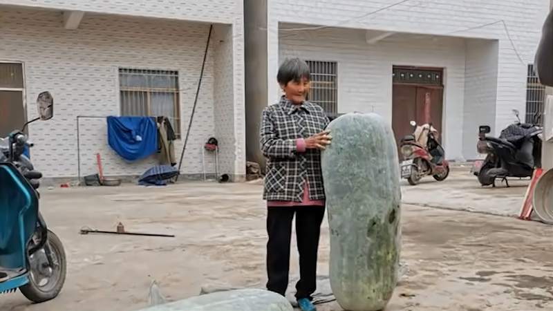 爷爷在家种出2个巨型冬瓜:一个104斤,一个70斤!2个人才抬得动