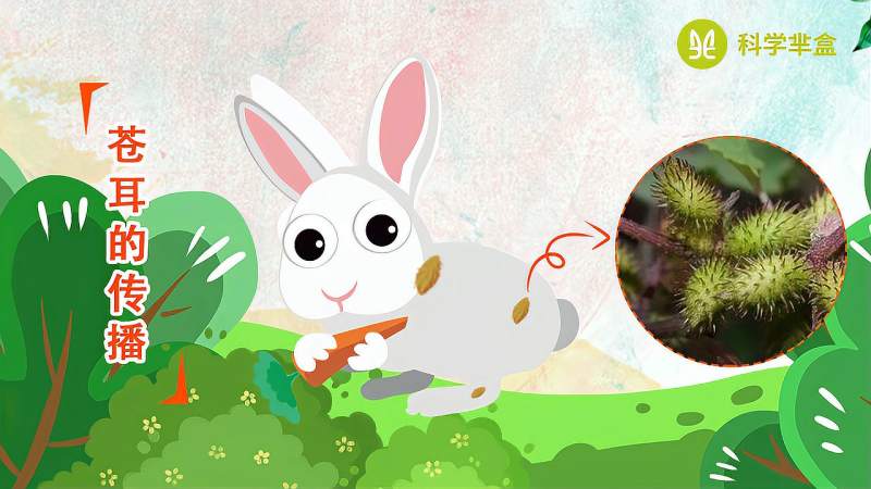 趣味实验丨为了传播种子,这种植物竟把兔子当搬运工