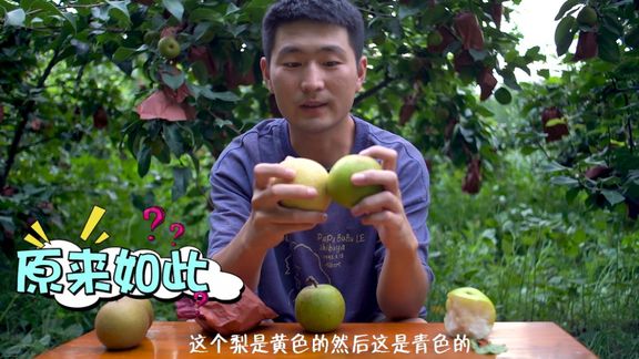 梨子已经成熟了,好不好吃我告诉大家!ߘ