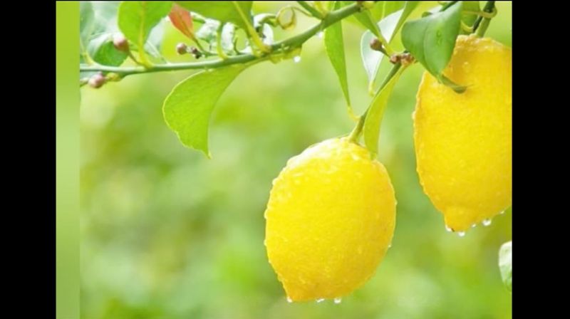 教你“柠檬水”正确泡法,做法简单,一看就会!赶紧来试试吧