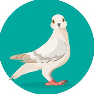 游信鸽 