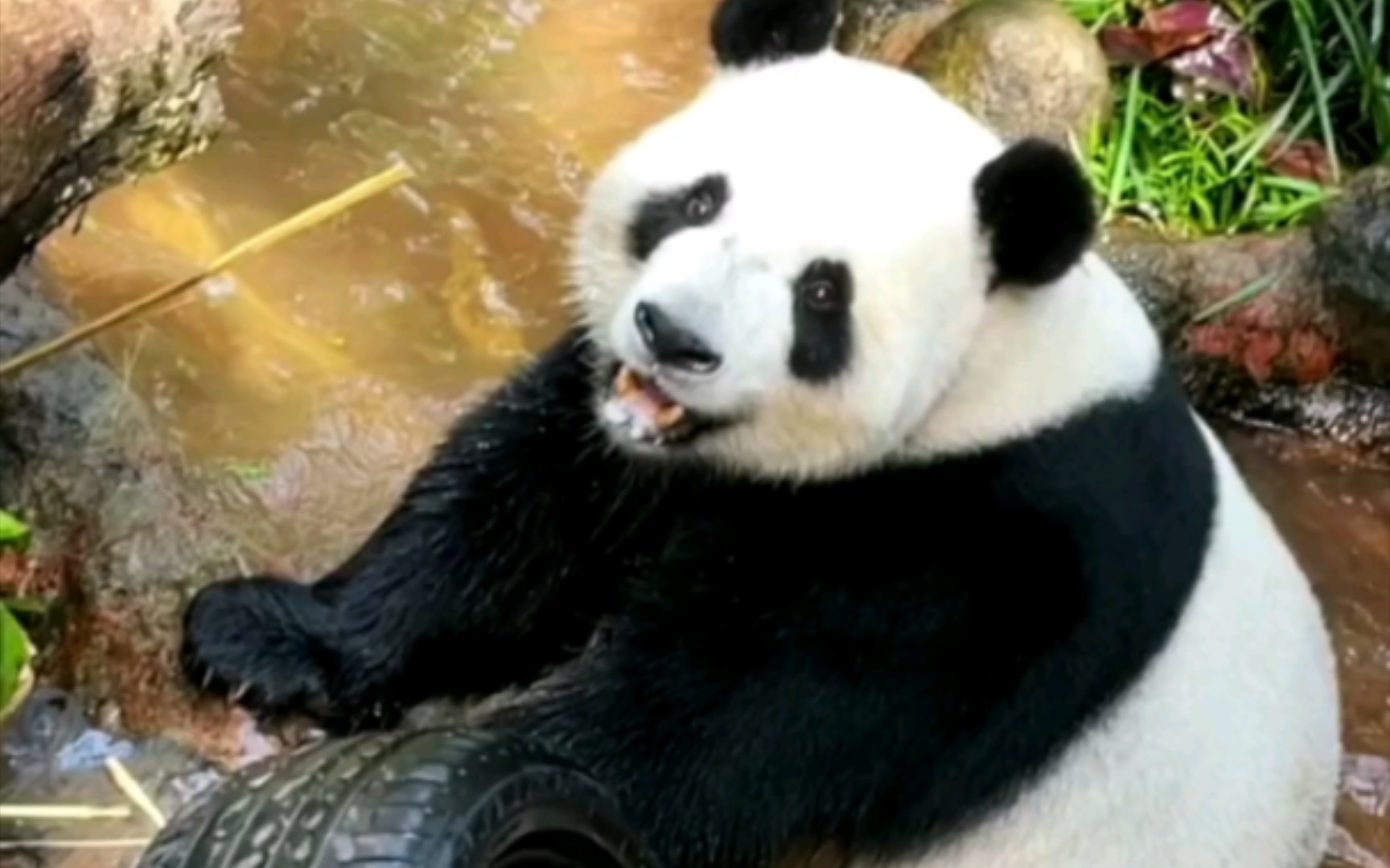 大熊猫舜舜:海南热带熊表示～两脚兽!早上好呀!今天在水池里泡澡澡很...