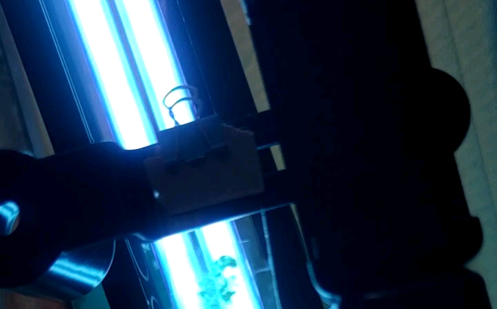 紫外线可以杀菌吗,来亲子实验一下