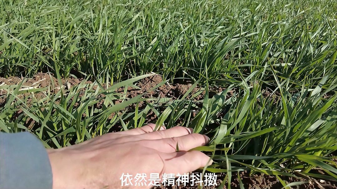 冬小麦为啥营养高,看看它的生长周期就明白,这样的面粉才养人
