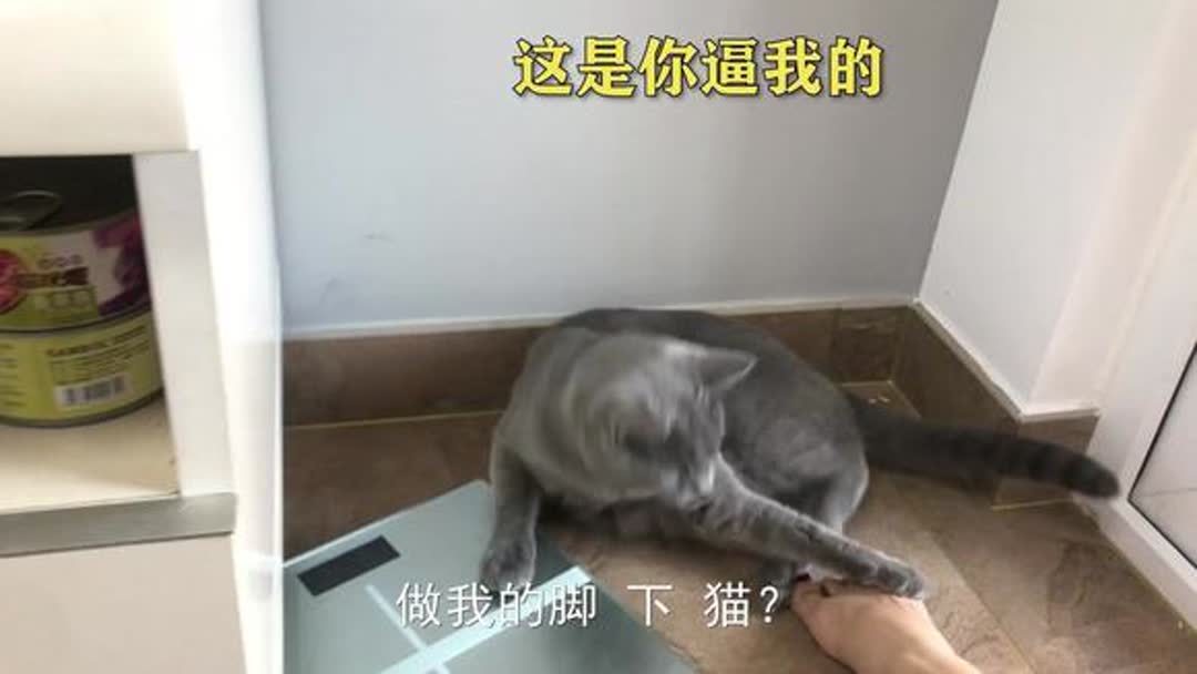 铲屎官发现,用这个方法可以验证,自家猫咪是否真的认主人