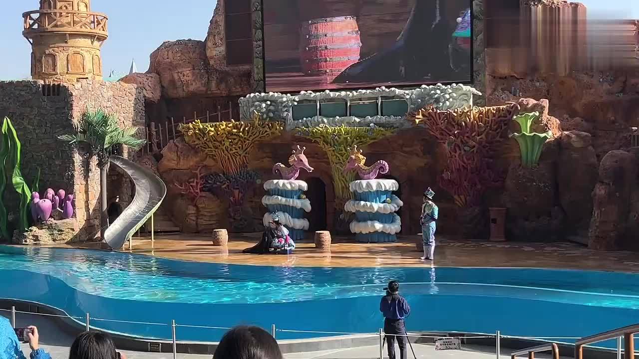 我们一起来看海豚表演吧,你们喜欢海豚吗?