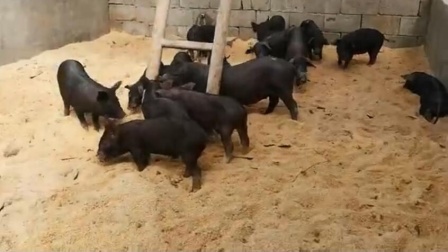 传统养殖与微生态全效养殖对比