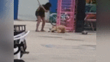 【甘肃】女子持木板暴打自家秋田犬 狗狗发出凄厉惨叫声