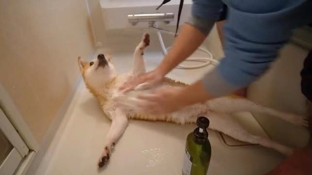 为了给狗子洗个澡,各种方法都用上了