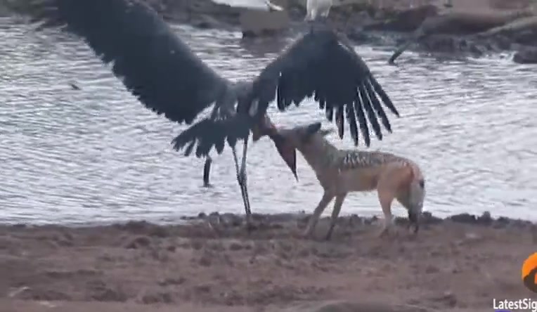 游客拍到的罕见一幕,遇到这种情况你会怎么办