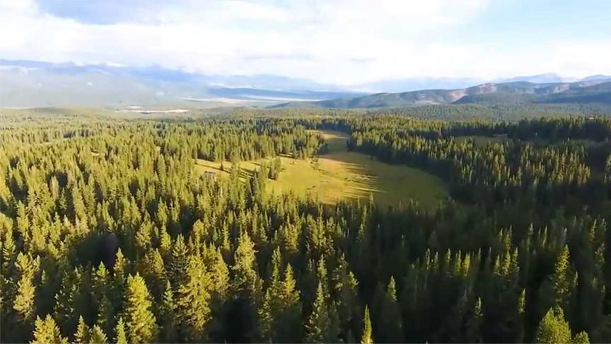 禅意静心助眠:一阵微风吹来,桂花树枝轻轻摇晃