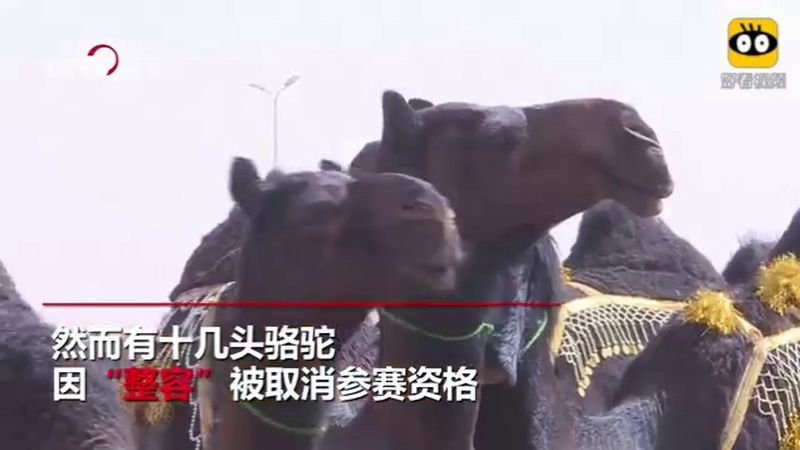 骆驼选美“整容” 被取消参赛资格