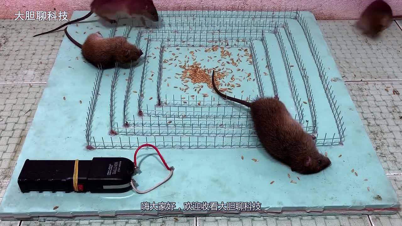 自制电击捕鼠神器,被电到的老鼠腿不停抽搐,真是大快人心