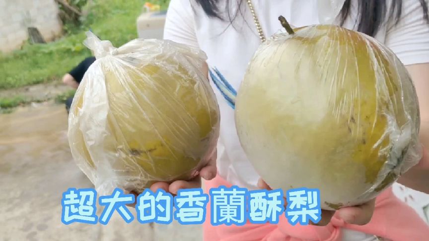 又到一年梨子成熟季,同事家种的超大,香甜多汁