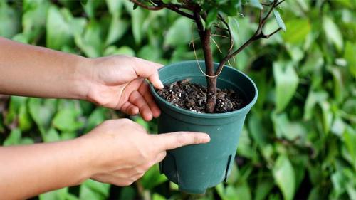 养杜鹃花,学会2个"保命"方法,确保能养十年