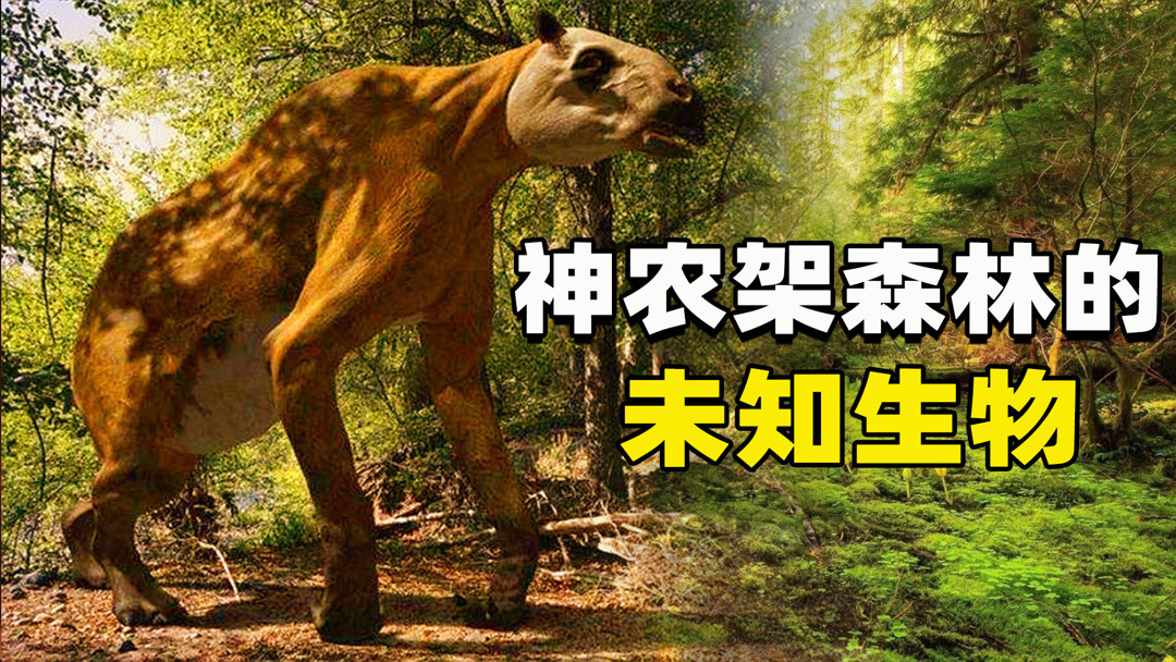 神农架的原始森林深处,有什么未知生物?这背后究竟隐藏着什么?