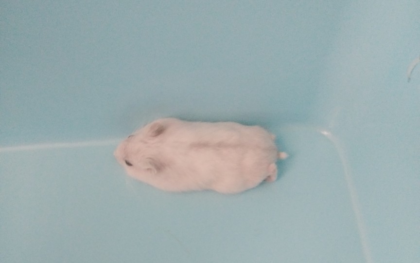 【仓鼠】仓鼠新手-仓鼠观察日记4