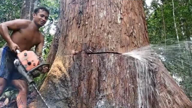 伐木工砍伐大树,刚锯到一半,大树喷涌出“眼泪”,怎么回事