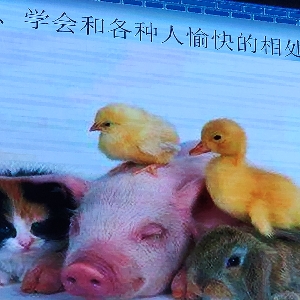 脑壳疼还有点小糊涂 