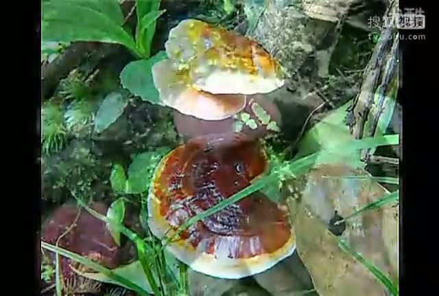 森林公园拓展运动宣传片