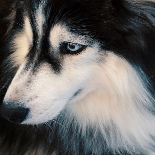 普通人GreyWolfe 