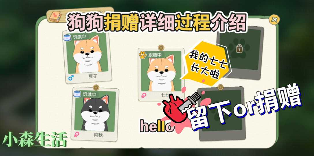 《小森生活》我的七七长大啦|狗狗捐赠详细过程介绍|我与狗狗的第二周