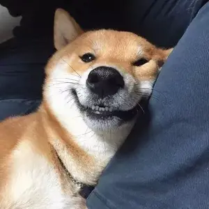 小柴爱搞笑 