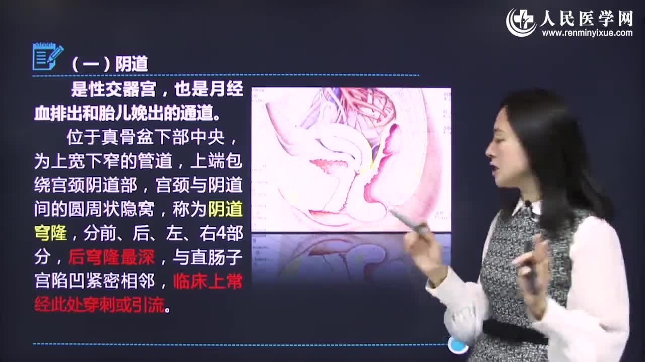 临床执业-助理医师资格考试女性生殖系统-内生殖器的生理与解剖