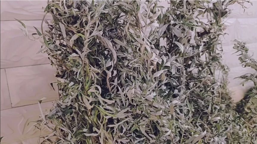 艾叶艾草全身是宝功效作用好处多多