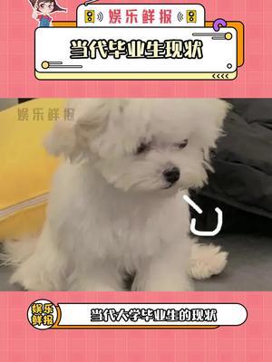 #毕业生现状 就是说,过于真实了#就业