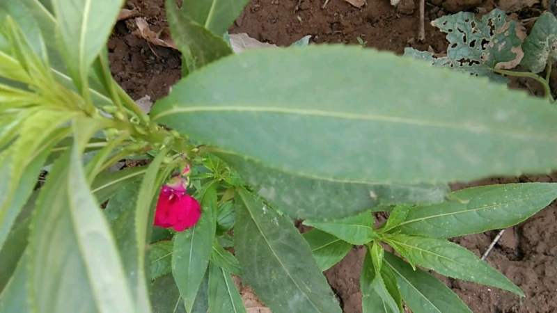 凤仙花的季节到了,但是它的药用价值很多,大家现在知道还不晚