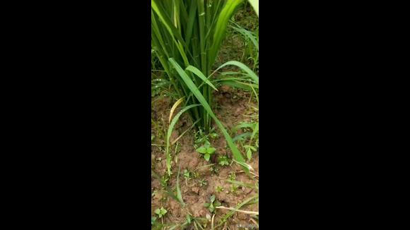 旱地里的禾苗不比水田的禾苗差,科技改变生长环境。