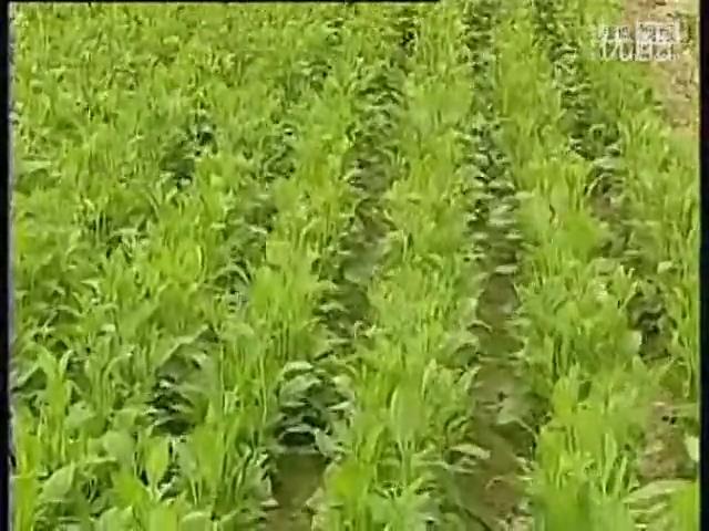 中药材白术种植技术一点通