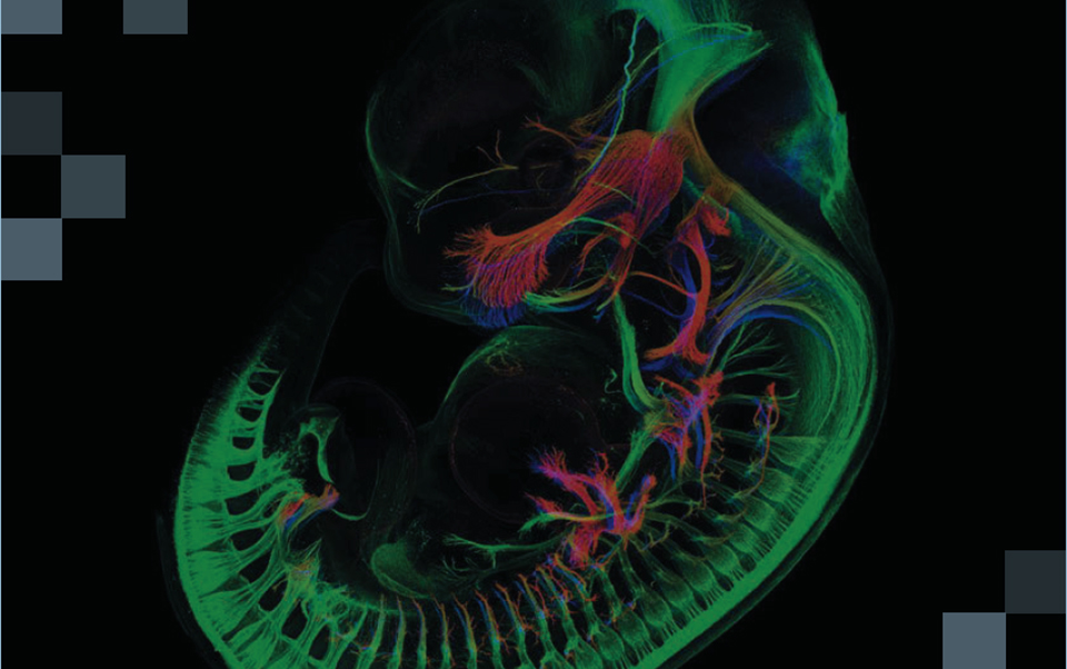 【科研进阶】载体构建及病毒应用全攻略