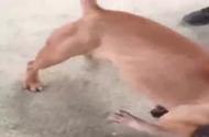 为中国土狗正名,能和比特犬一较高下,咬死不松口