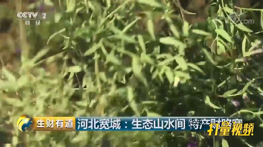 黄芩叶大用处,坚持用黄芩叶泡水喝,身体收获喜人变化丨生财有道