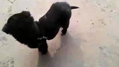 可怕的藏獒 藏獒打架视频 小藏獒